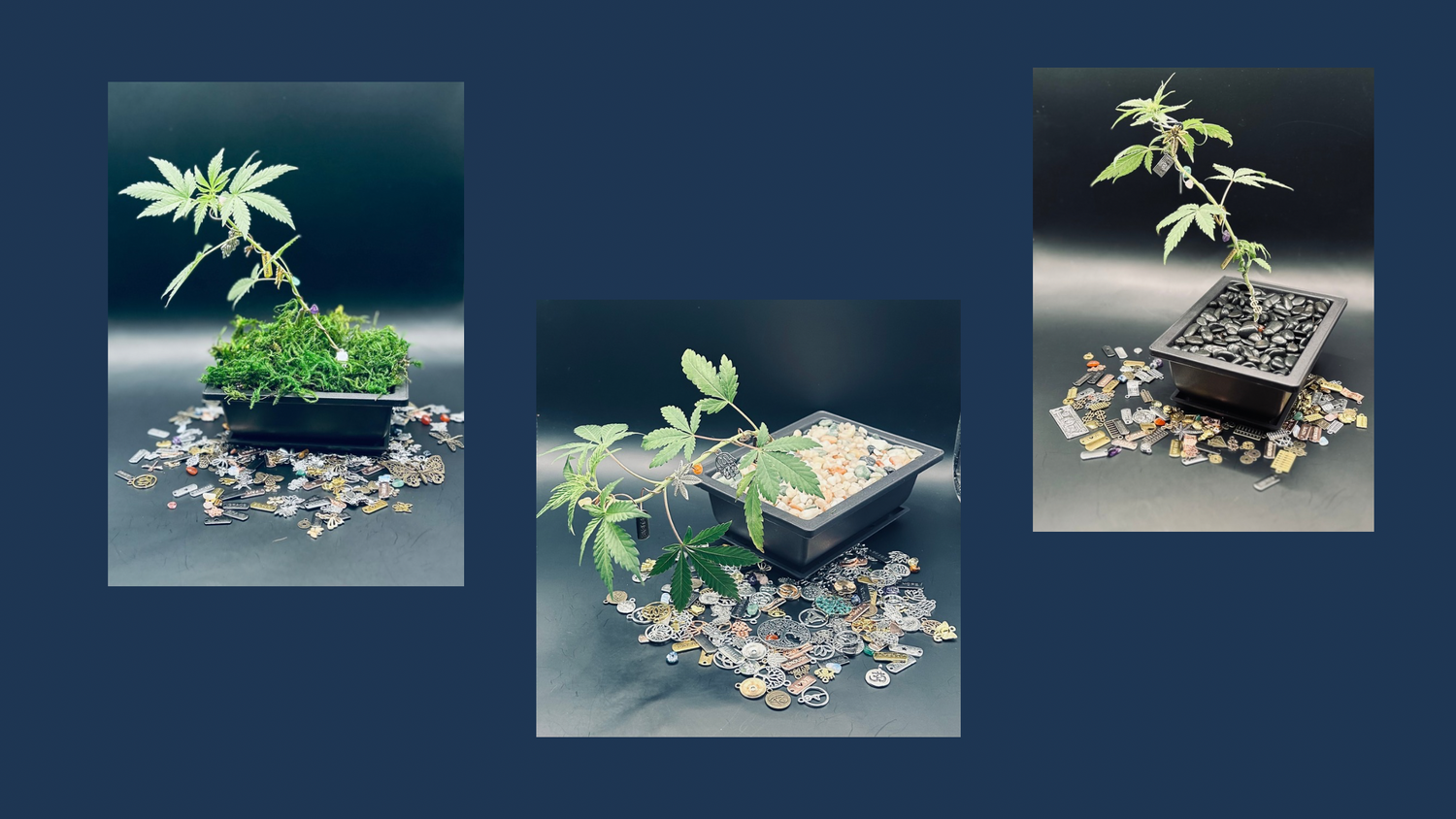 Growing with Intention – Growing with Intention